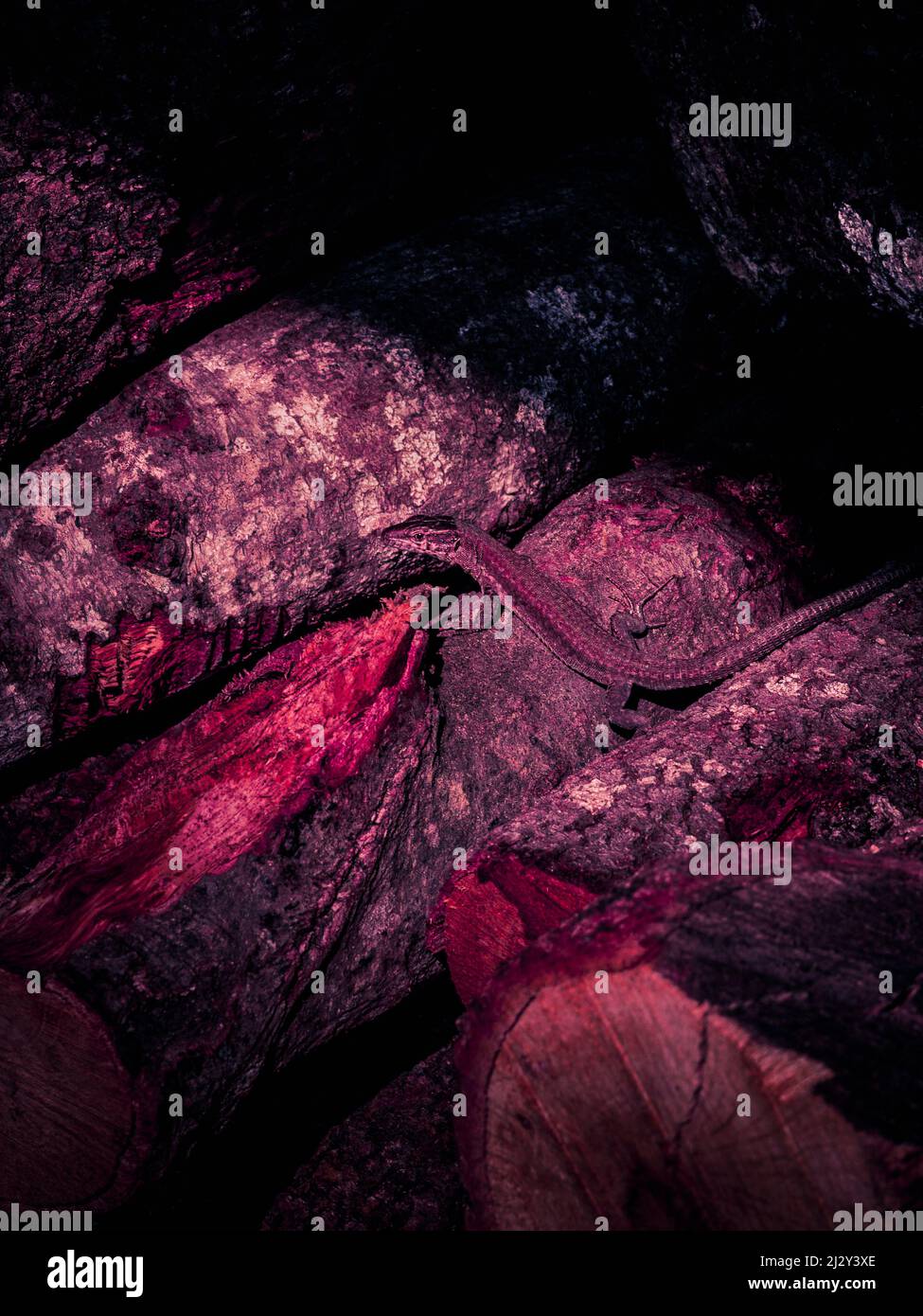 Lizard popping out of shadow into sunlight, coloured overlay effect ...