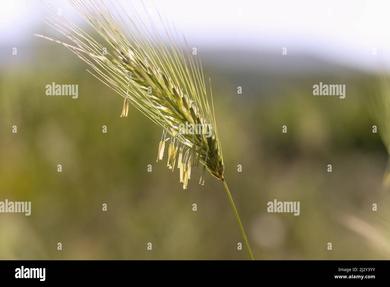 Rye pollen hi-res stock photography and images - Alamy