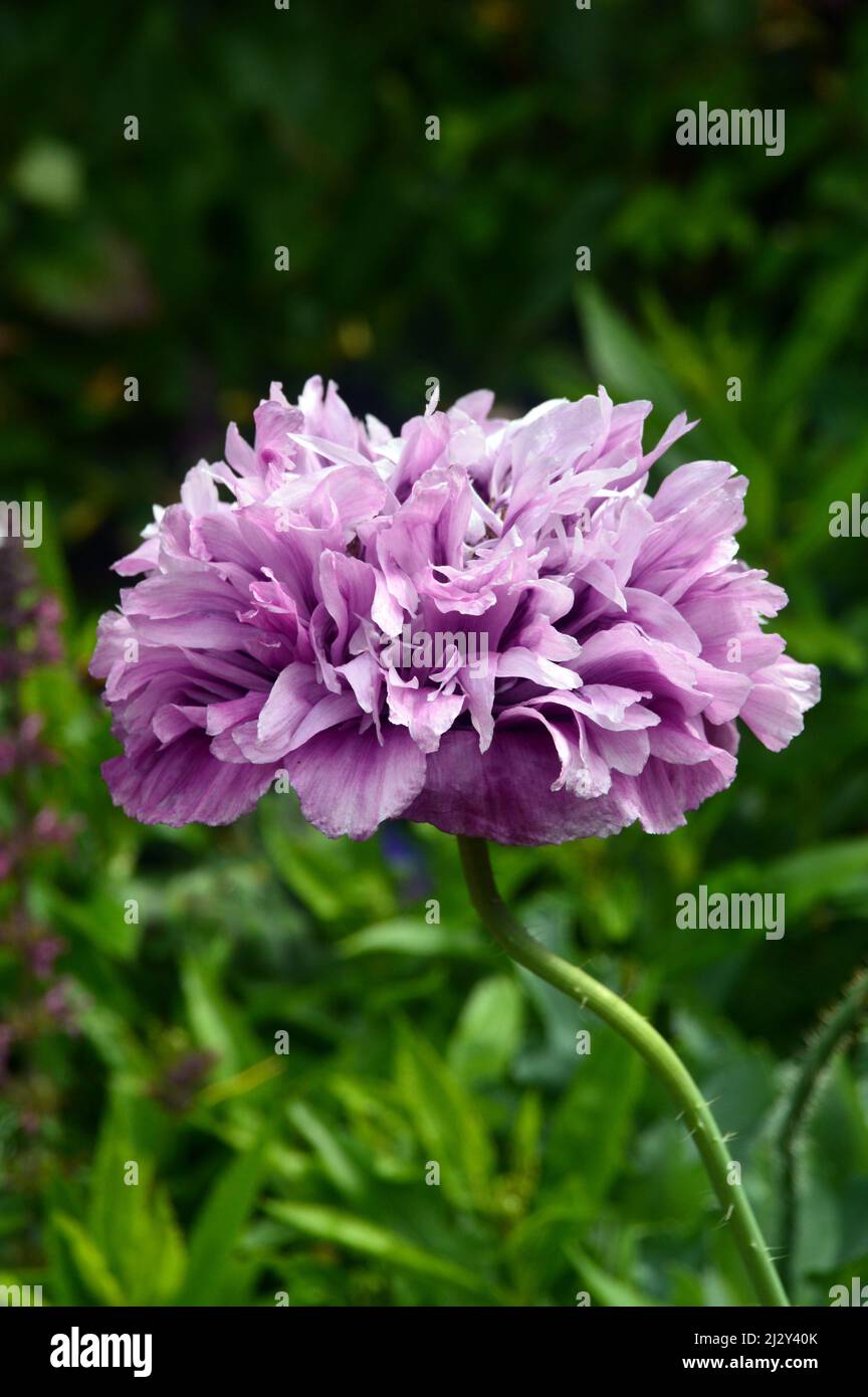 Papaver somniferum candy floss hi-res stock photography and images - Alamy