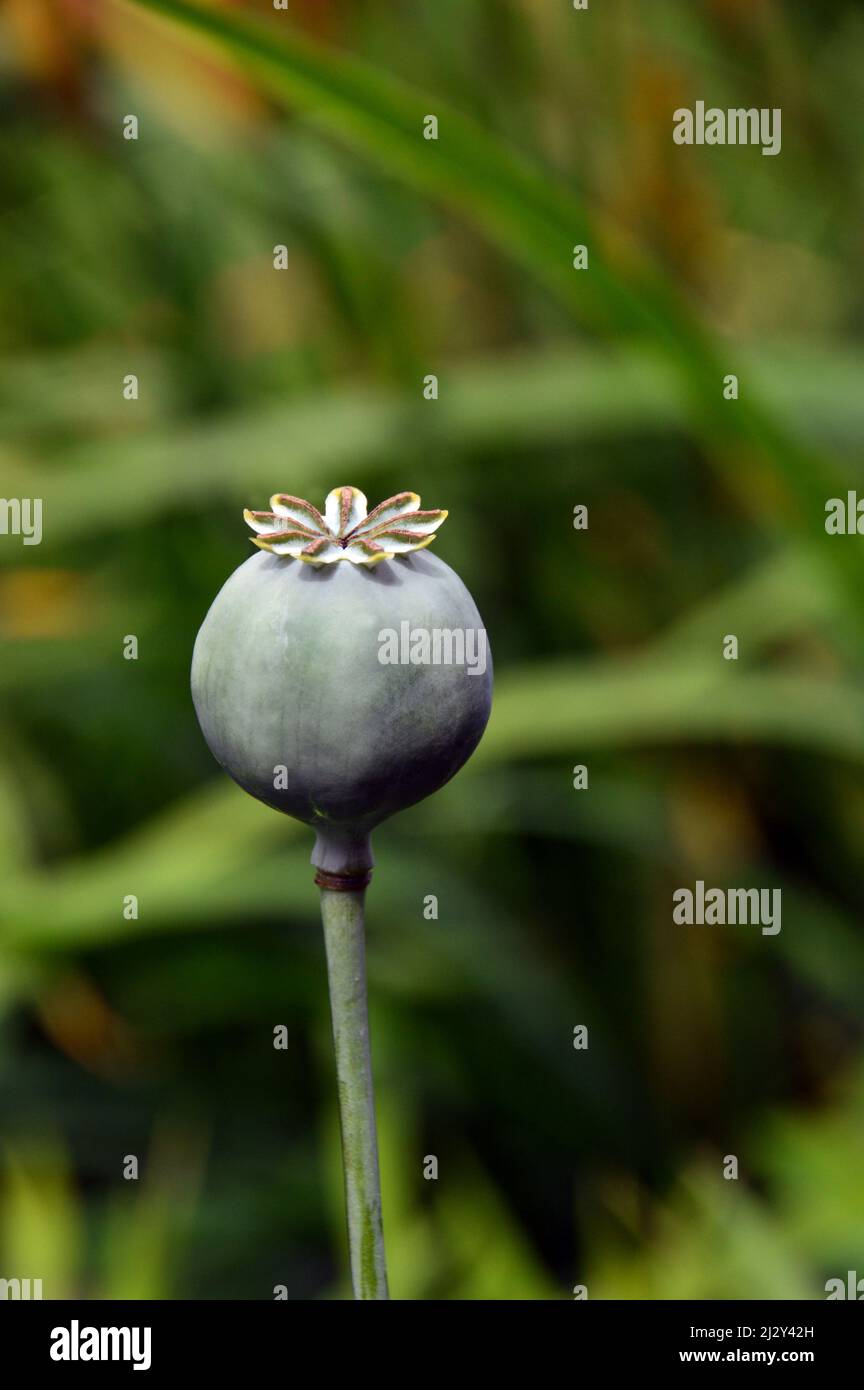 Single Green 'Papaver Somniferum' Poppy Seed Heads grown at Holker Hall ...