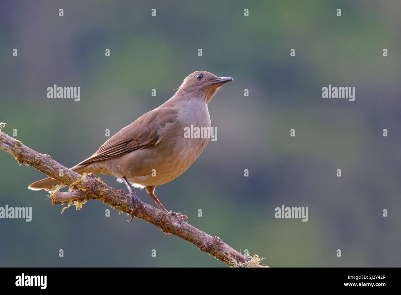 Clay Coloured Thrush Turdus grayi San Gerardo de Dota, Costa Rica ...