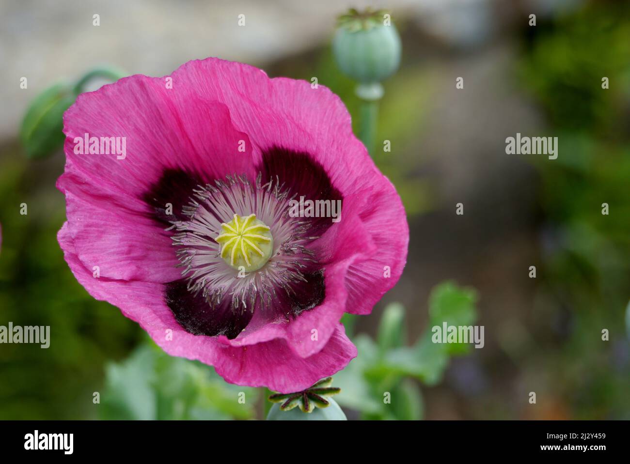 Single Purple/Pink Poppy (Papaver Somniferum) 'Laurens Grape' Flower ...