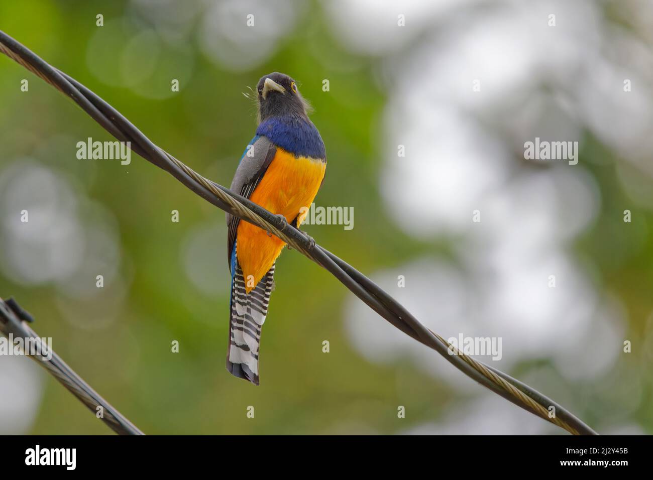 Gartered Trogon Trogon caligatus Tarcoles, Costa Rica BI034878 Stock ...