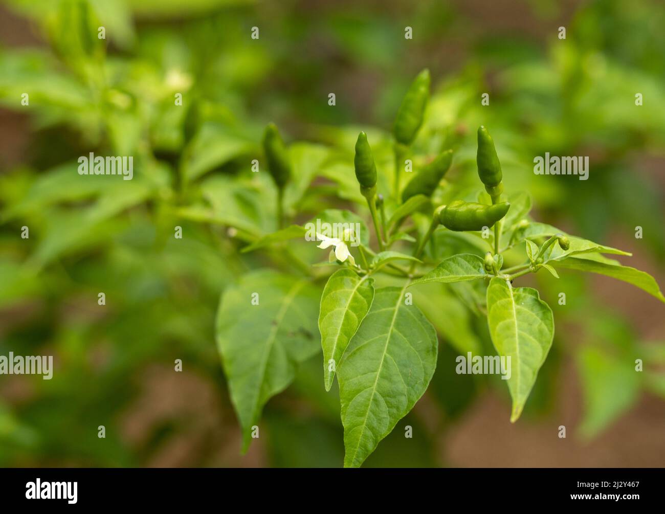 The close-up shot of green pepper plant Stock Photo - Alamy
