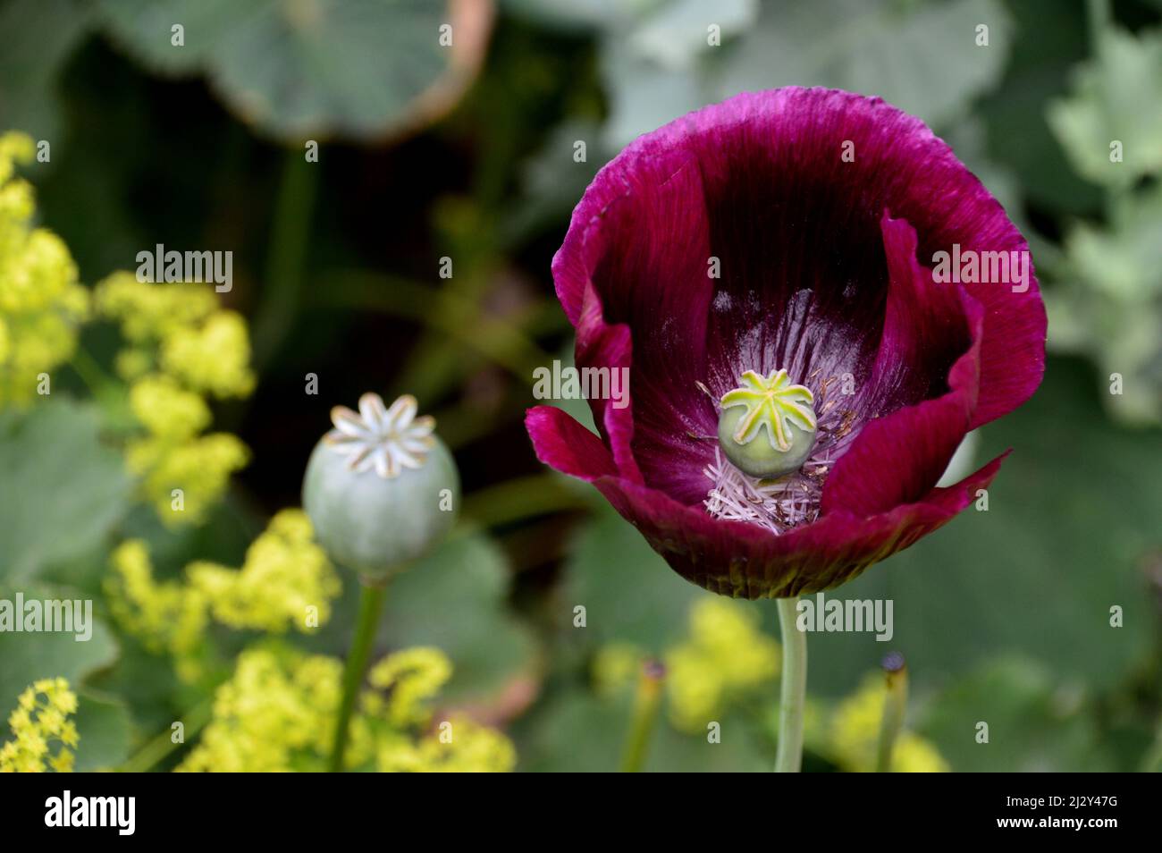 Single Dark Purple/Maroon Poppy (Papaver Somniferum) 'Black Single ...