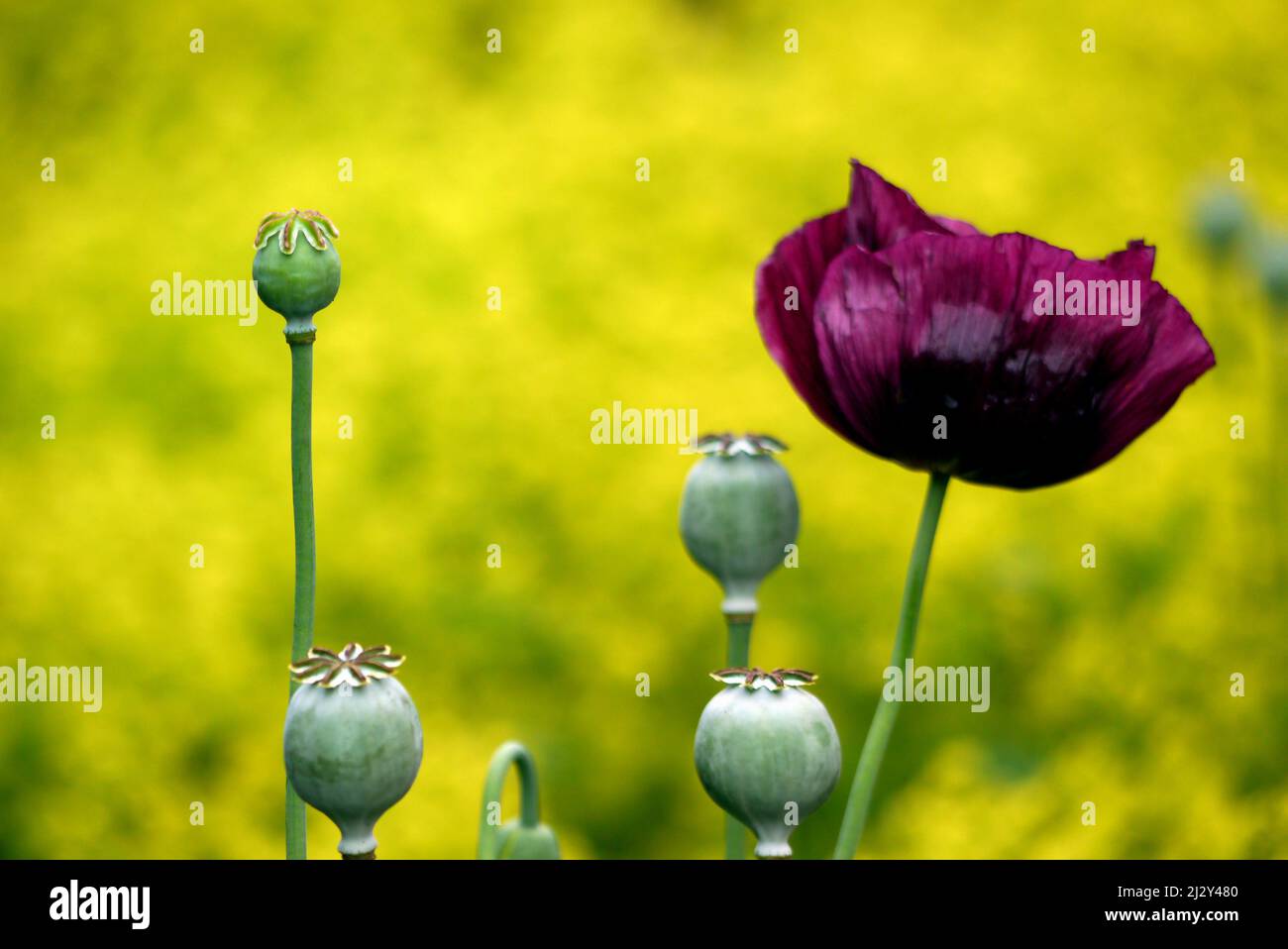 Dark Purple Poppy Flower