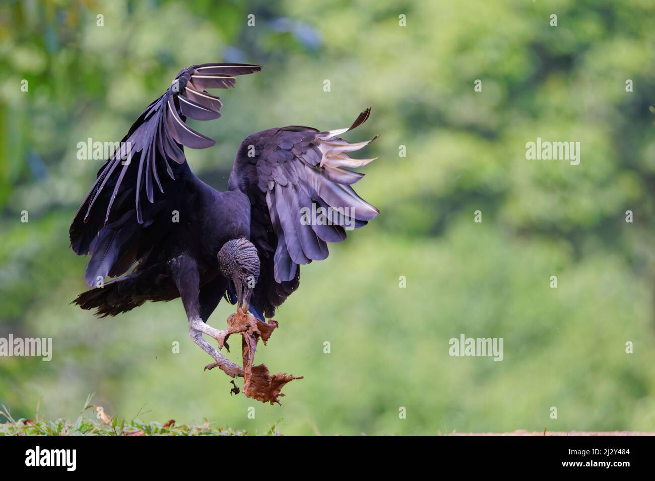 American Black Vulture leaping with food Coragyps atratus Boco Tapada ...