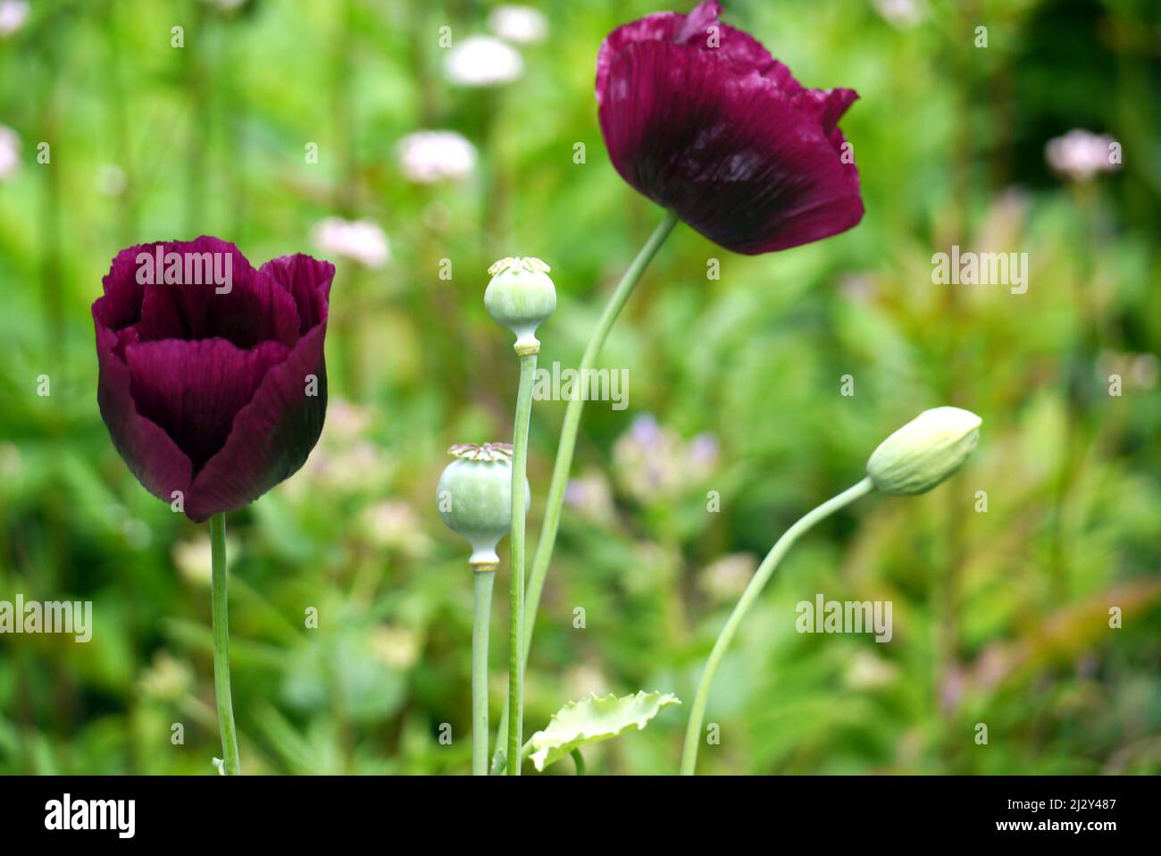 Two Dark Purple/Maroon Poppies (Papaver Somniferum) 'Black Single ...