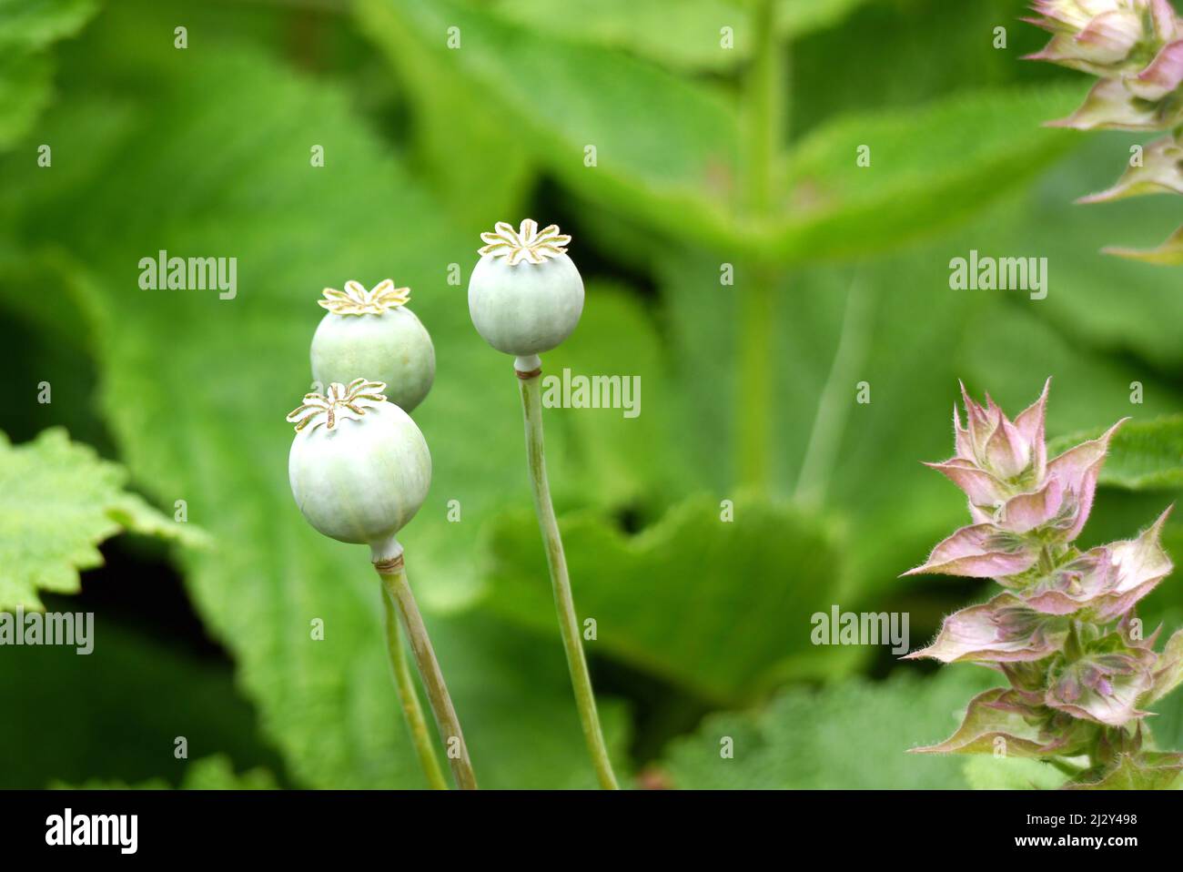Green 'Papaver Somniferum' Poppy Seed Heads grown at Holker Hall ...