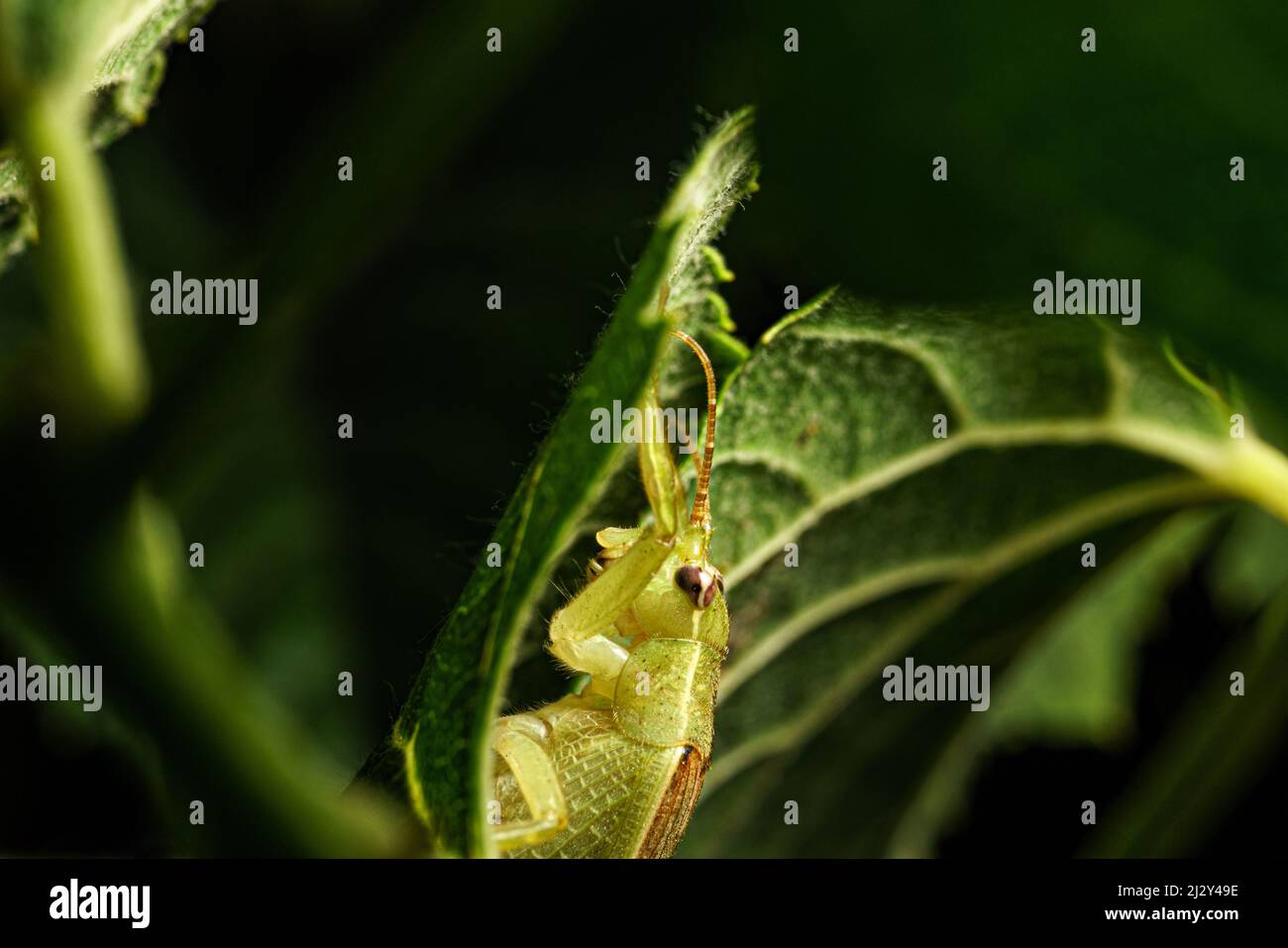 Acrida cinerea, sometimes called the Oriental longheaded grasshopper or ...