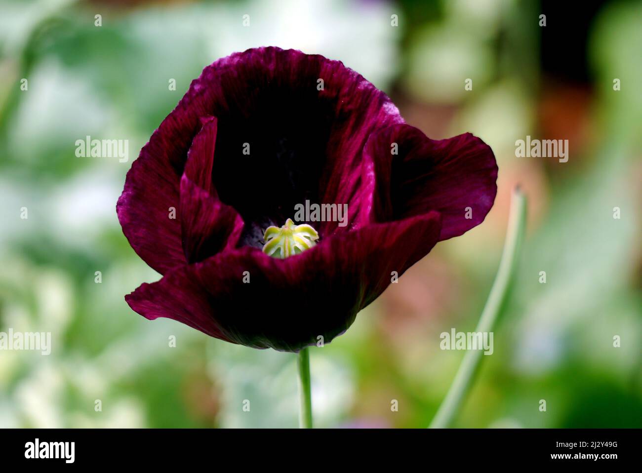 Single Dark Purple/Maroon Poppy (Papaver Somniferum) 'Black Single ...