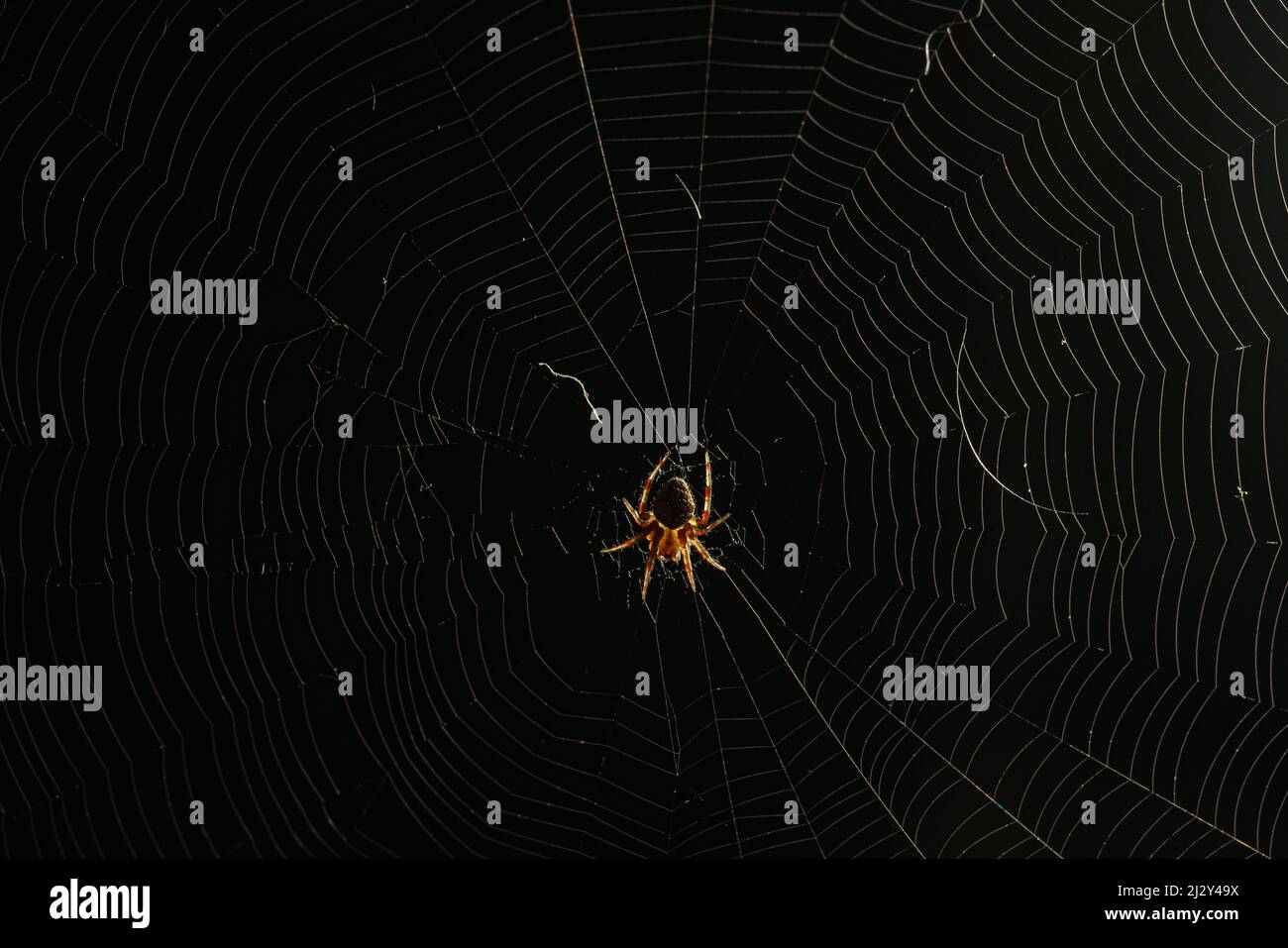 Spider on web on black scene Stock Photo - Alamy