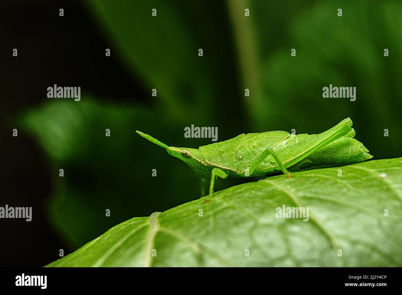 Acrida cinerea, sometimes called the Oriental longheaded grasshopper or ...