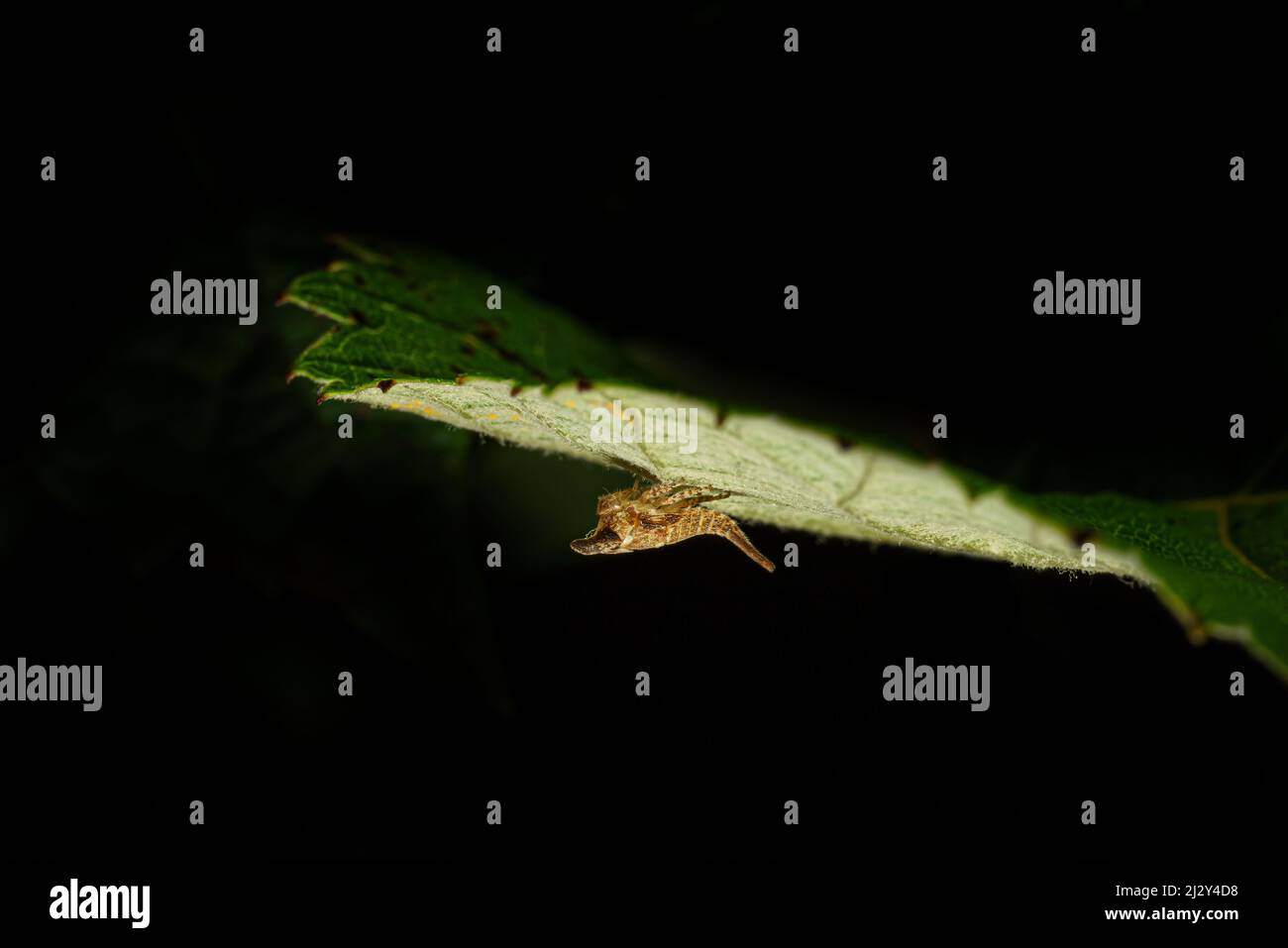 Adult Typical Treehopper of the Family Membracidae Stock Photo - Alamy