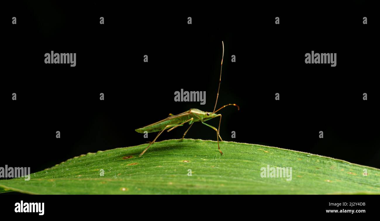 Leptocorisa oratorius fabricius hi-res stock photography and images - Alamy
