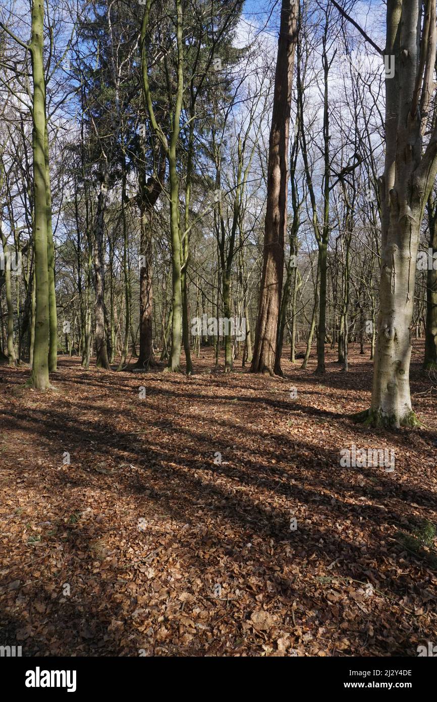 Trees in Spring Sunshine Stock Photo - Alamy