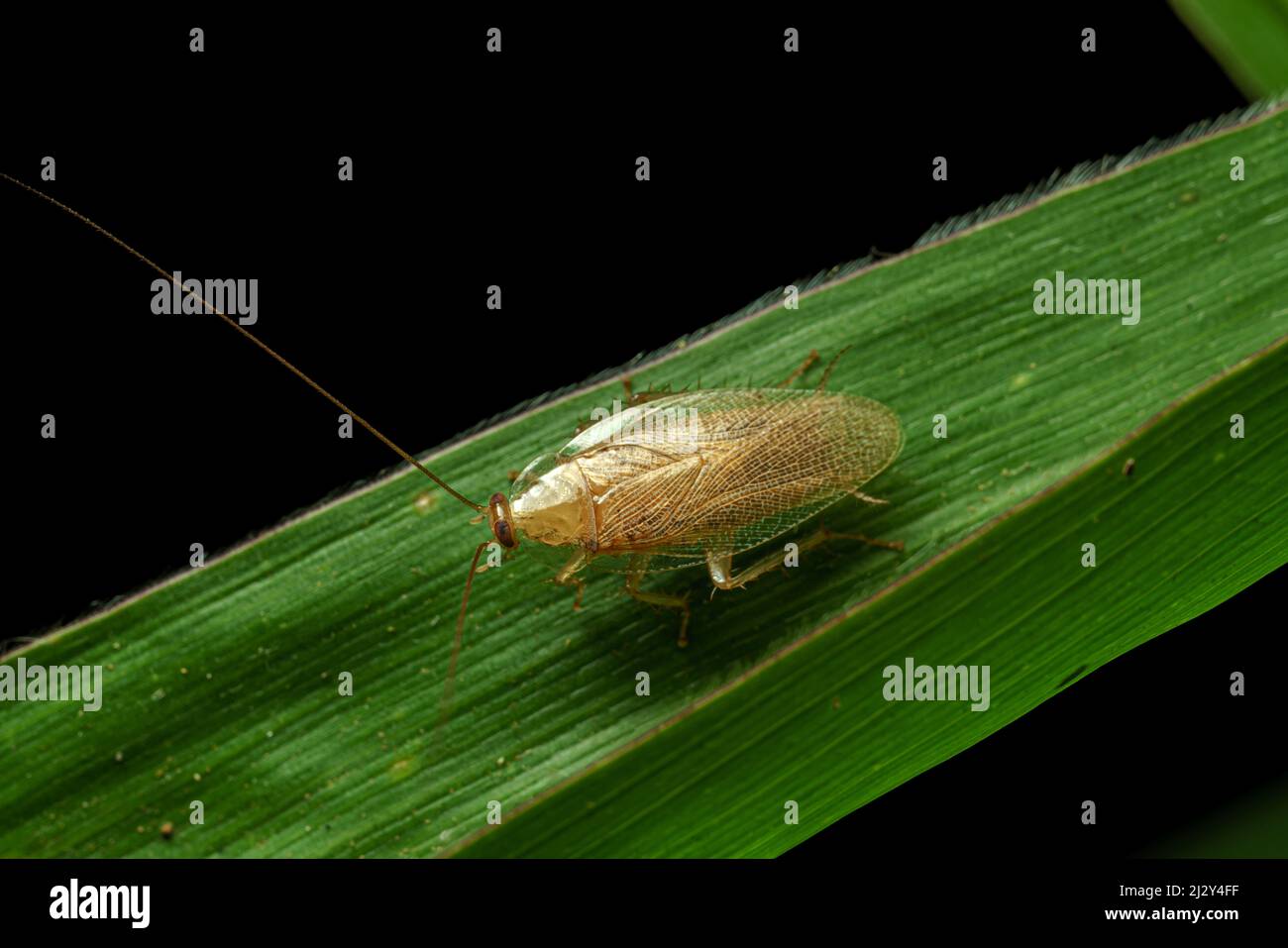 Pale margined Forest Cockroach Stock Photo - Alamy