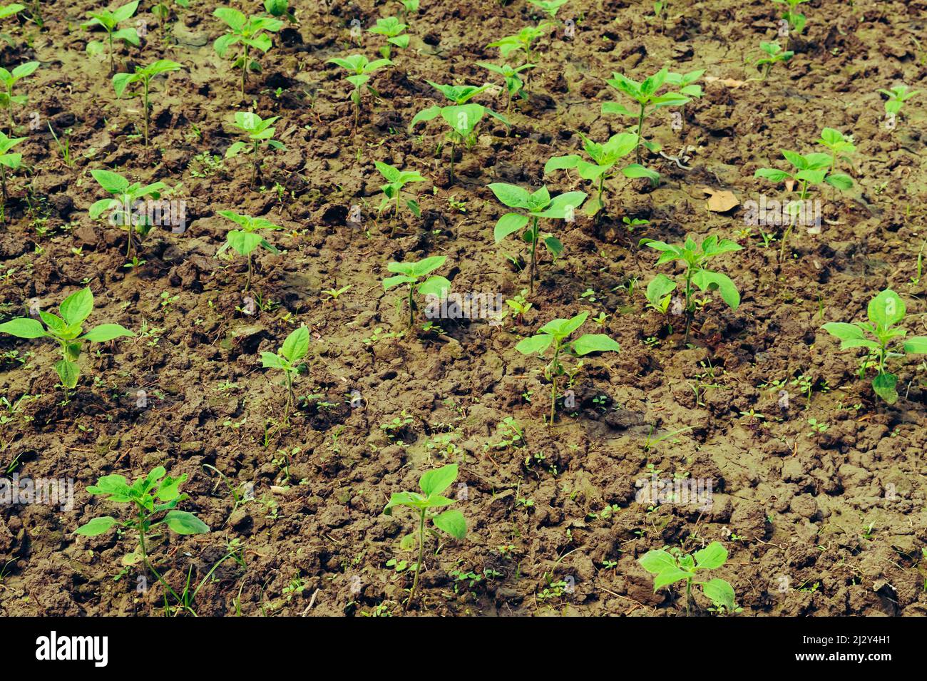 Sprouting green plants growing on agriculture field. Full frame. Nature ...