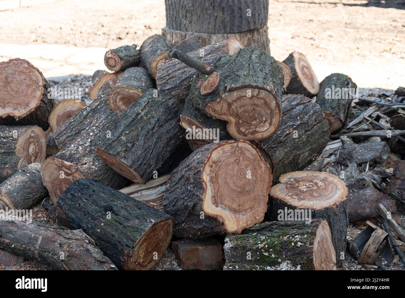 Pile cut wood stump log hi-res stock photography and images - Alamy