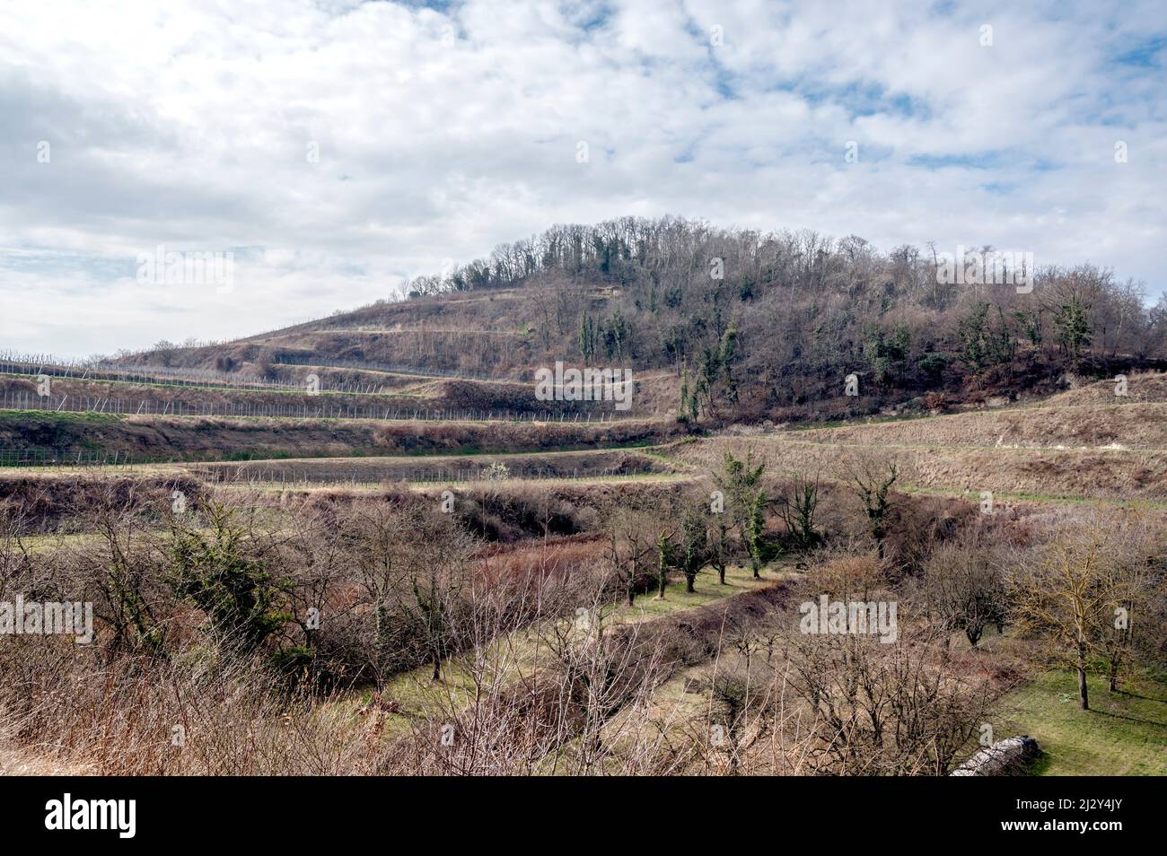 Kaiserstuhl (Baden-Wuerttemberg, Germany): Weinberge Stock Photo - Alamy