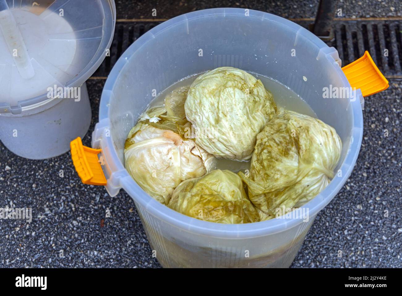Whole Sour Cabbages Fermented Sauerkraut in Barrel Stock Photo - Alamy