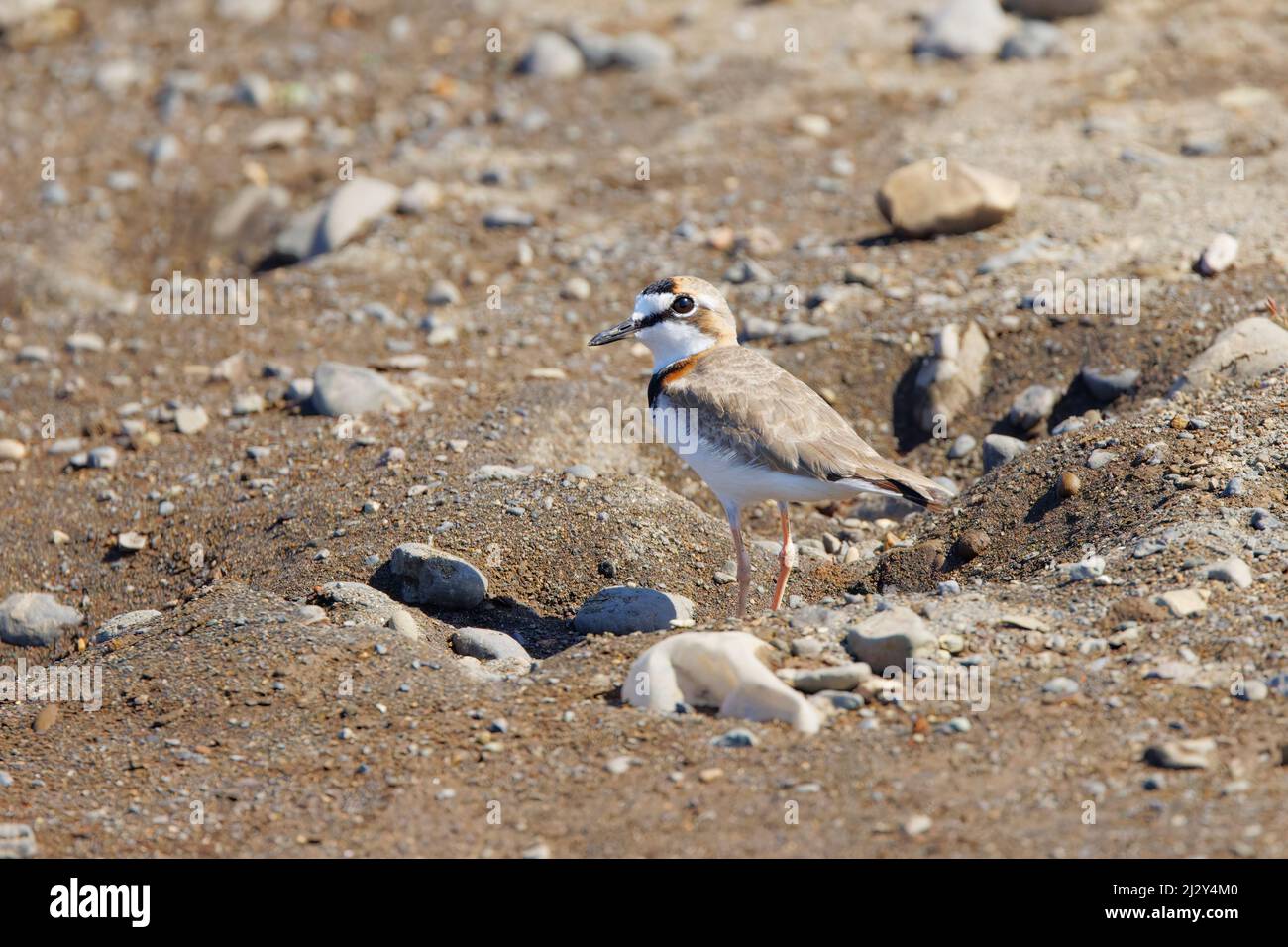 Collared Plover Charadrius collaris Tarcoles River, Costa Rica BI035095 ...