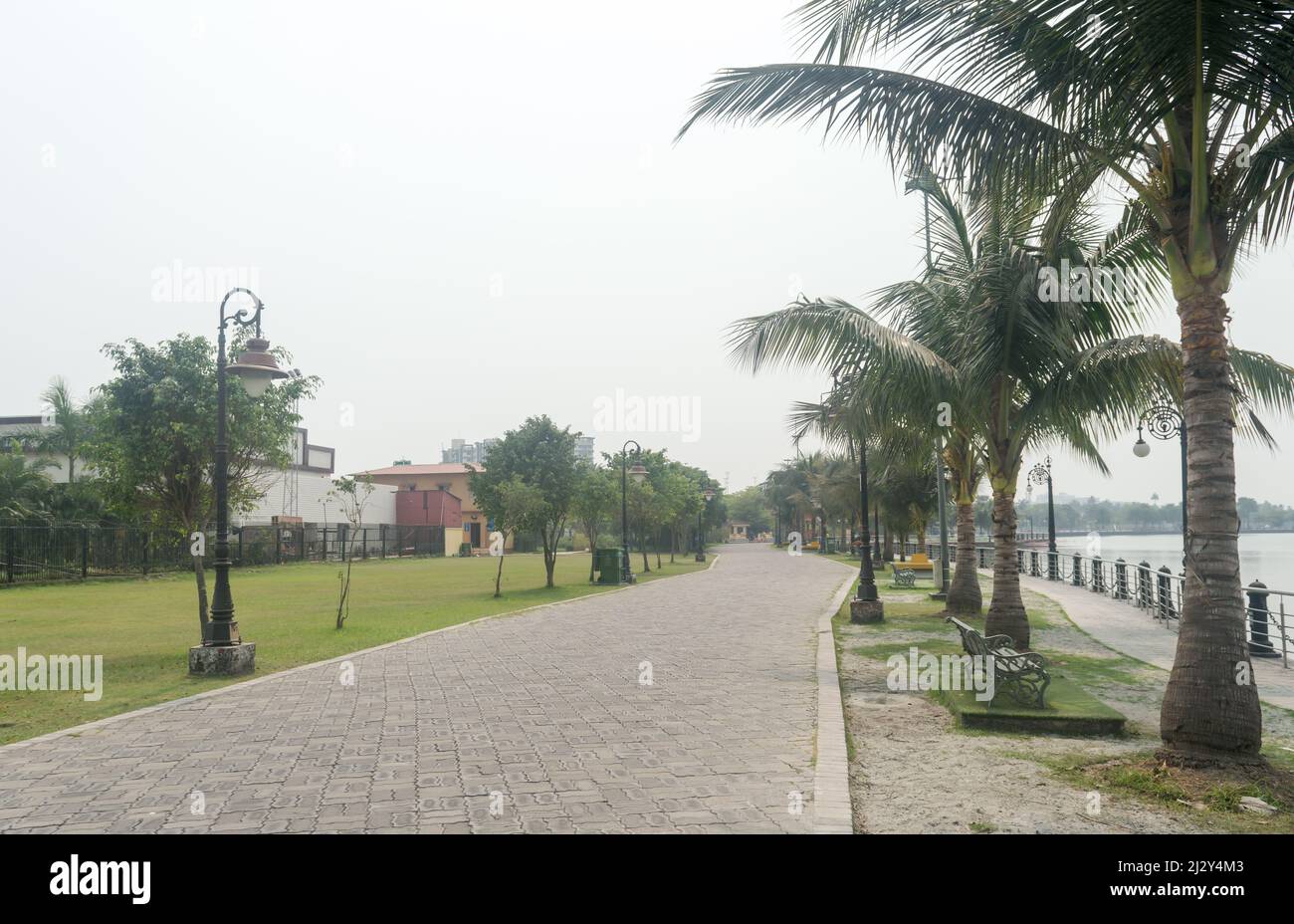 Coconut palm trees along the lake in public park- natural landscape ...