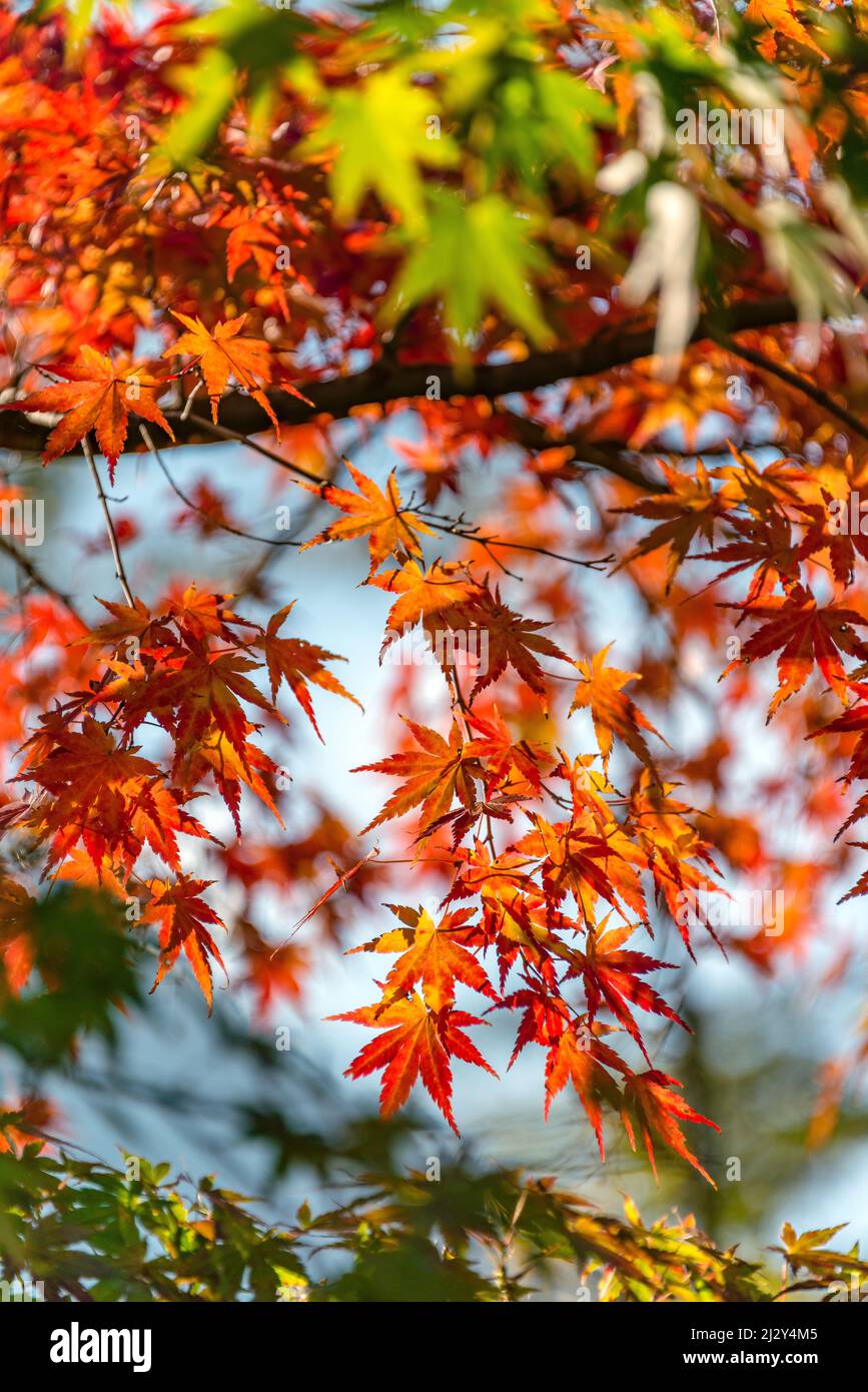 Hakone japan autumn hi-res stock photography and images - Alamy