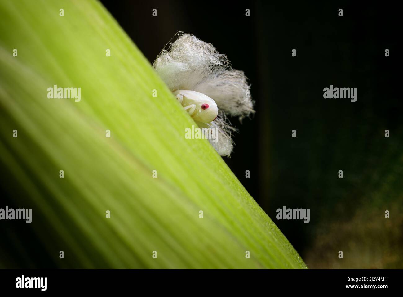 Extreme sharp and detailed portrait of Lawana conspersa at on a corn ...