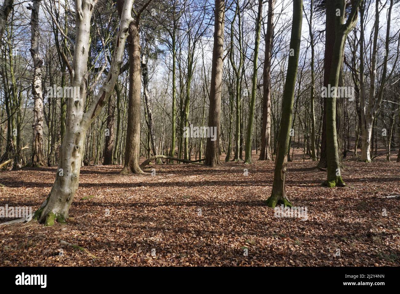 Trees in Spring Sunshine Stock Photo - Alamy