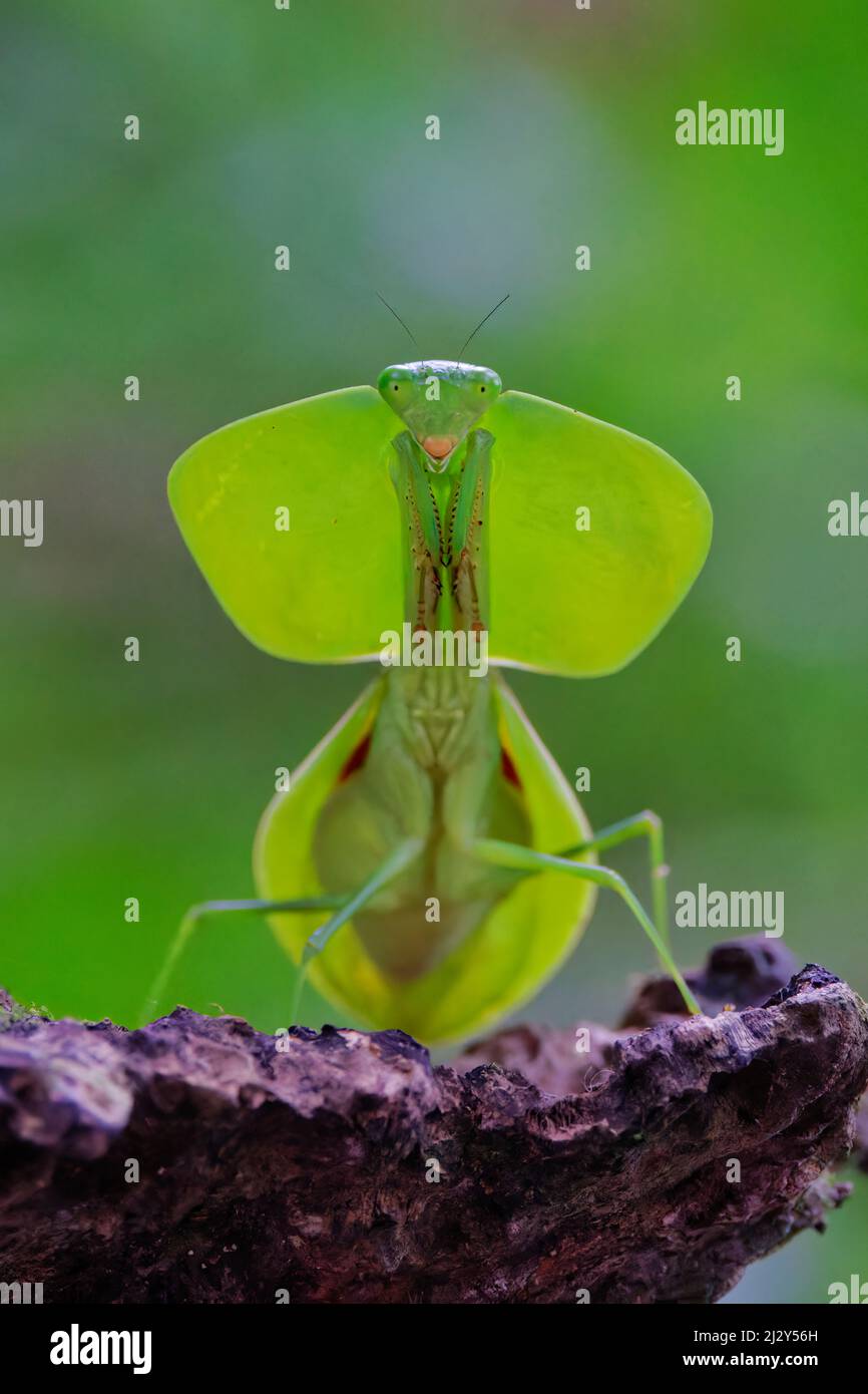 Mantis camouflage hi-res stock photography and images - Alamy