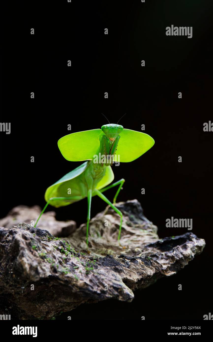 Mantis camouflage hi-res stock photography and images - Alamy