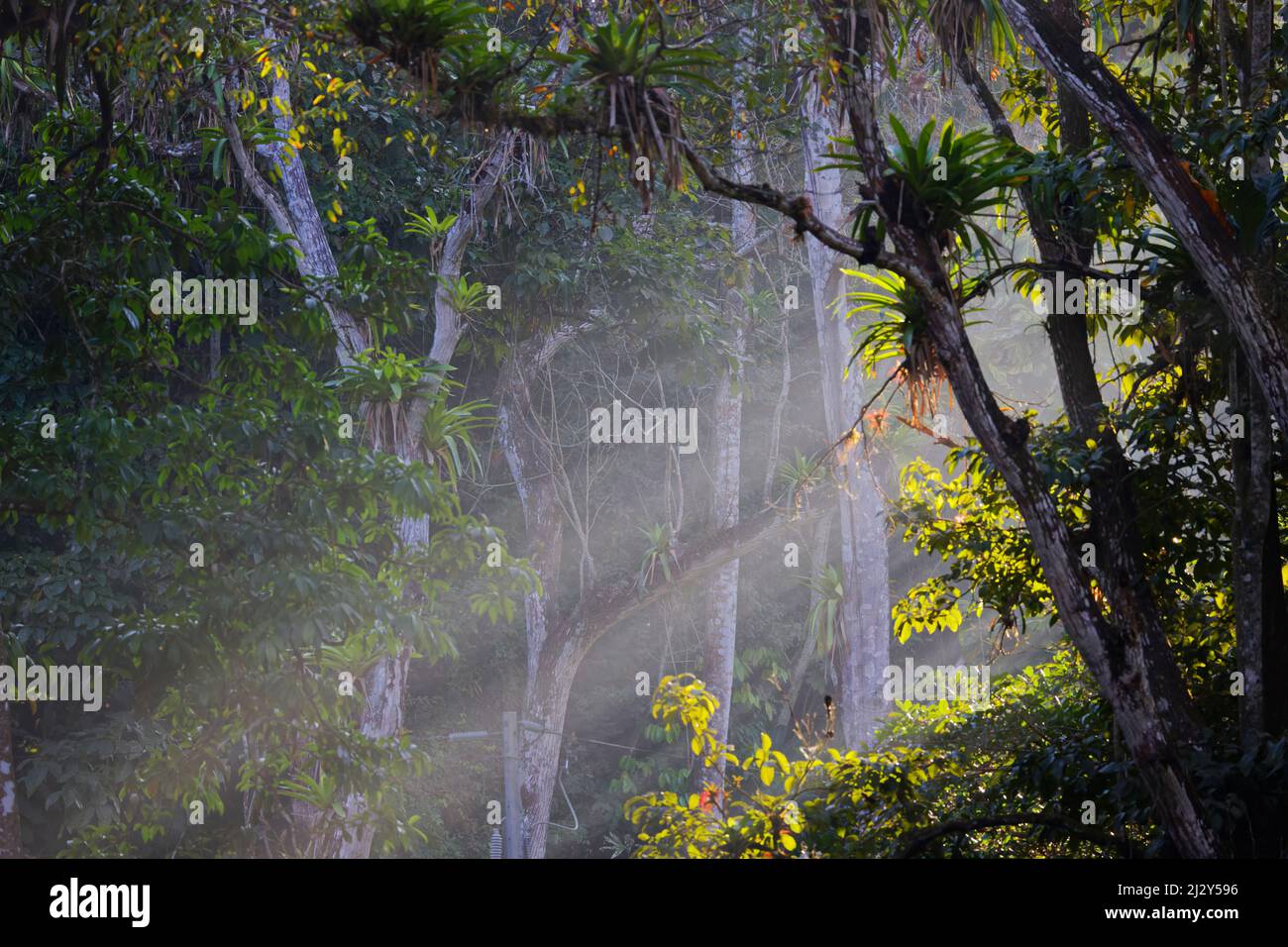 Neotropics neotropical rainforest hi-res stock photography and images ...