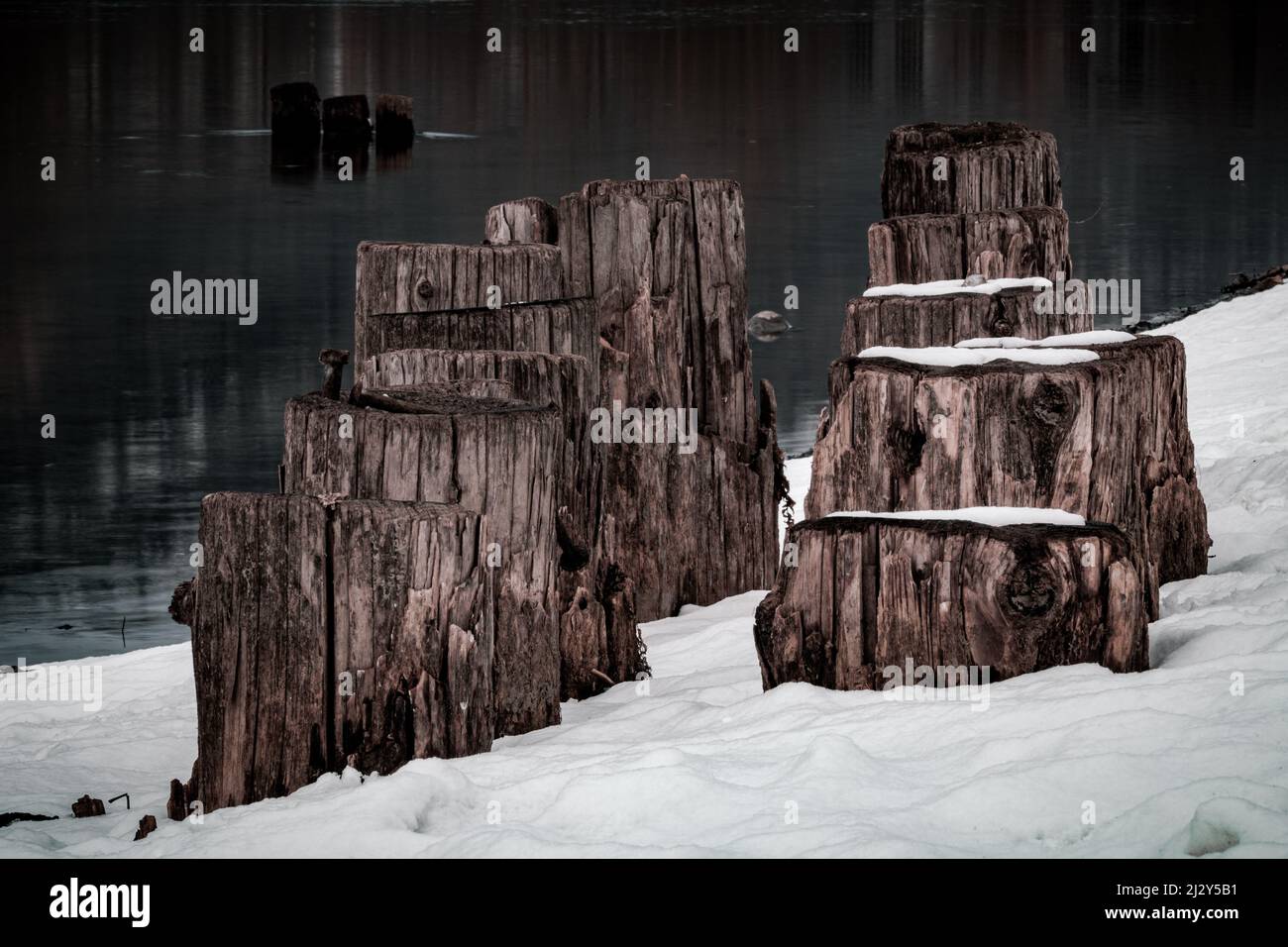 The tree trunks under snow Stock Photo - Alamy