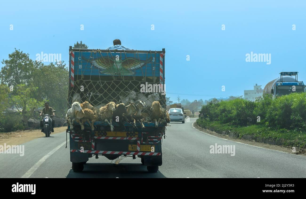Livestock lorry transport sheep hi-res stock photography and images - Alamy