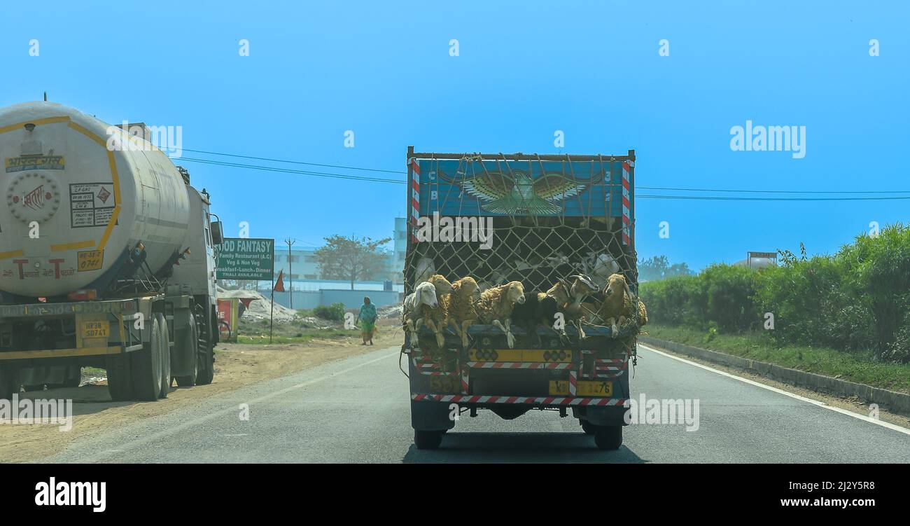Livestock lorry transport sheep hi-res stock photography and images - Alamy