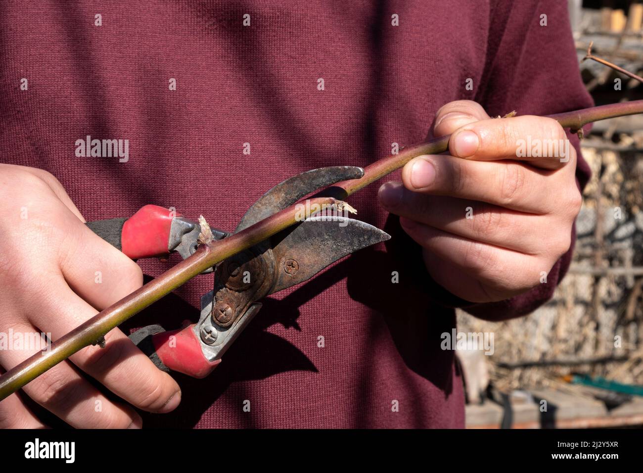 gardener's hands pruning a vine with a pruner Stock Photo - Alamy