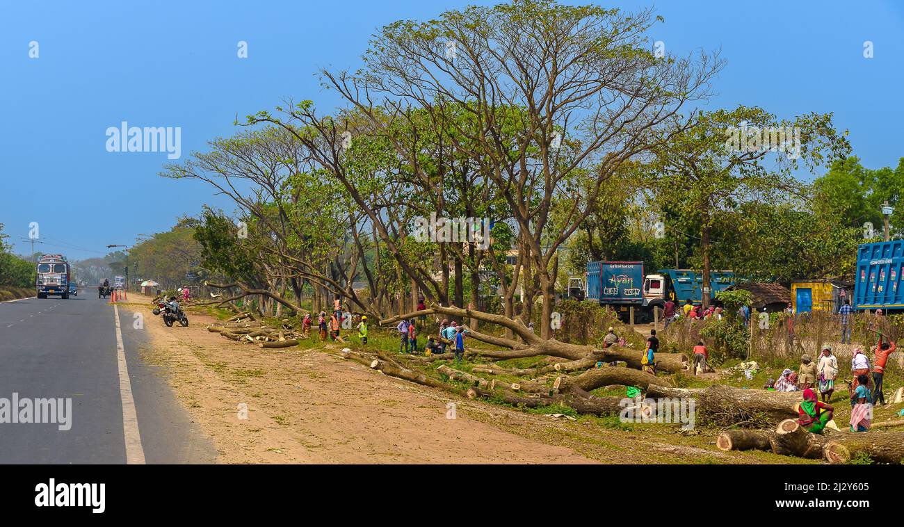 Cutting trees india deforestation hi-res stock photography and images ...