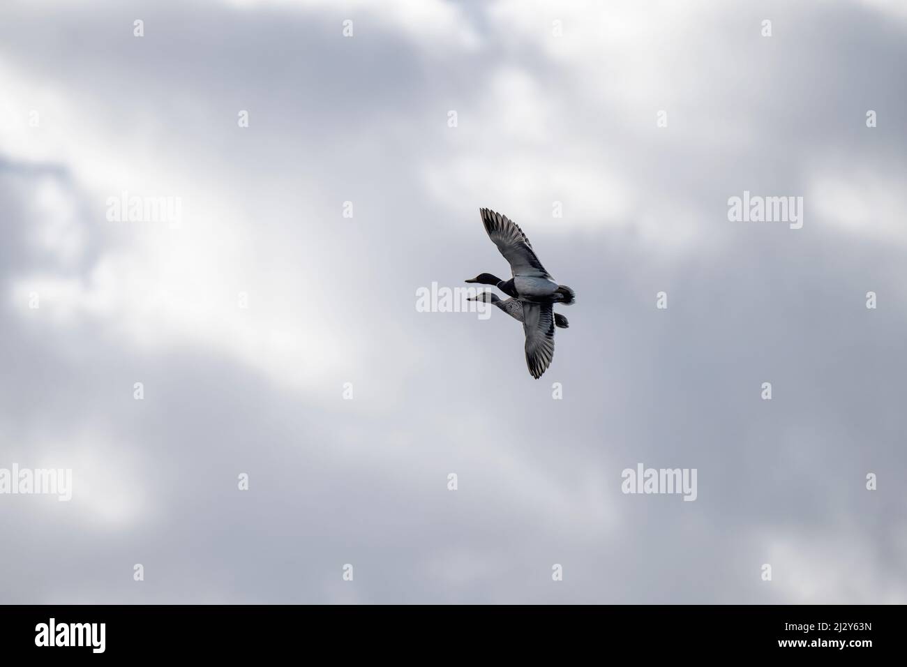 Ducks fly over the river and chase Stock Photo - Alamy