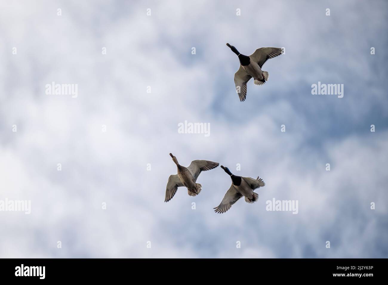 Mallard duck chase hi-res stock photography and images - Alamy