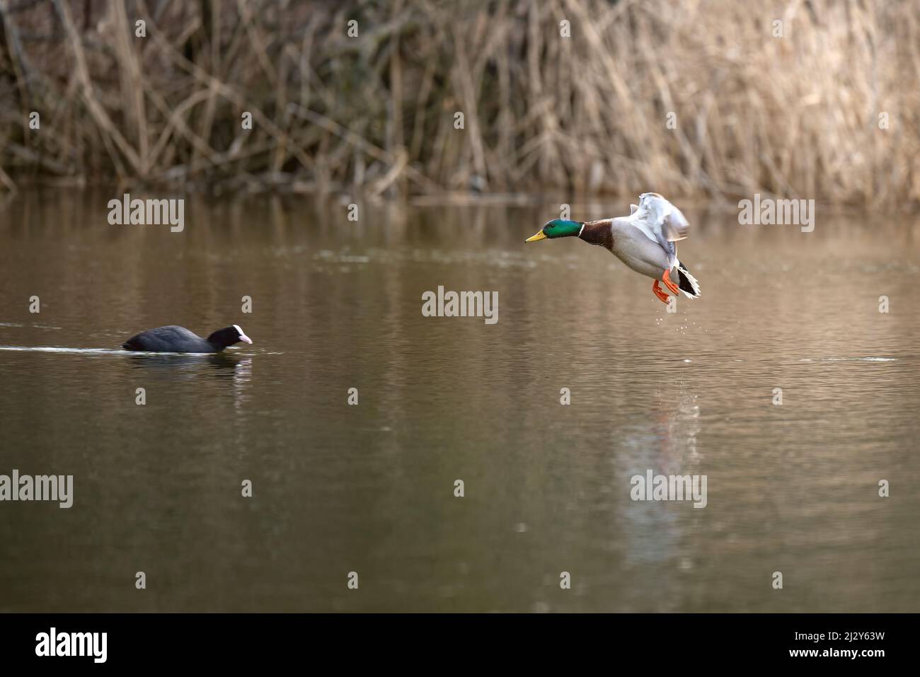 Ducks fly over the river and chase Stock Photo - Alamy