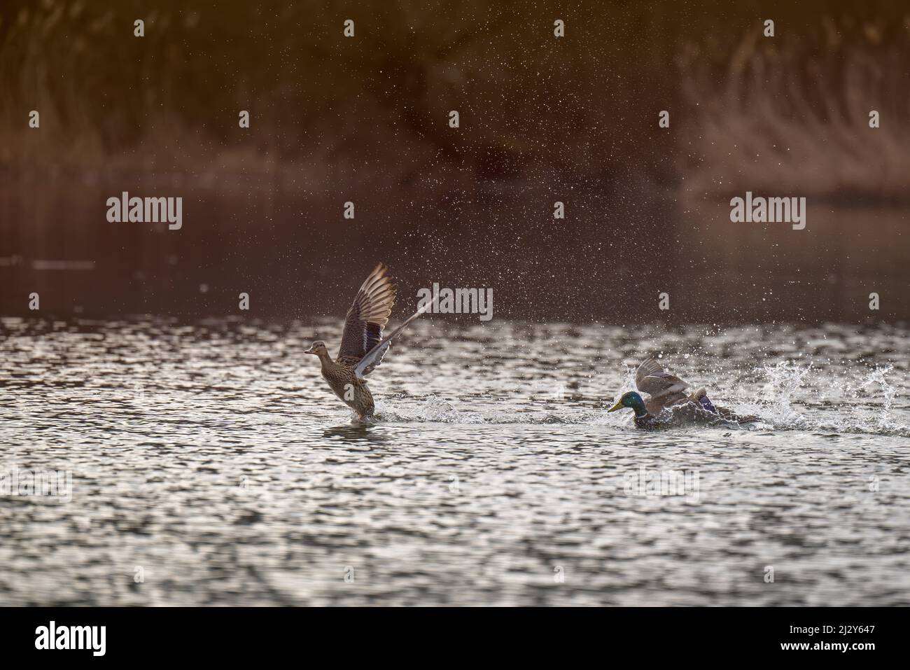 Ducks fly over the river and chase Stock Photo - Alamy