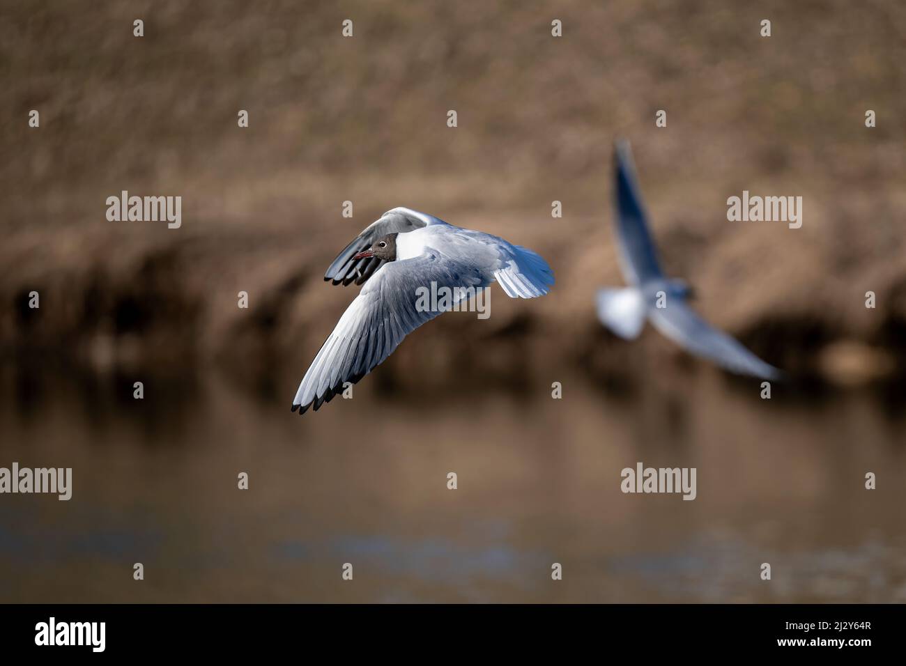 A seagull flies on the river and hunts for food Stock Photo - Alamy