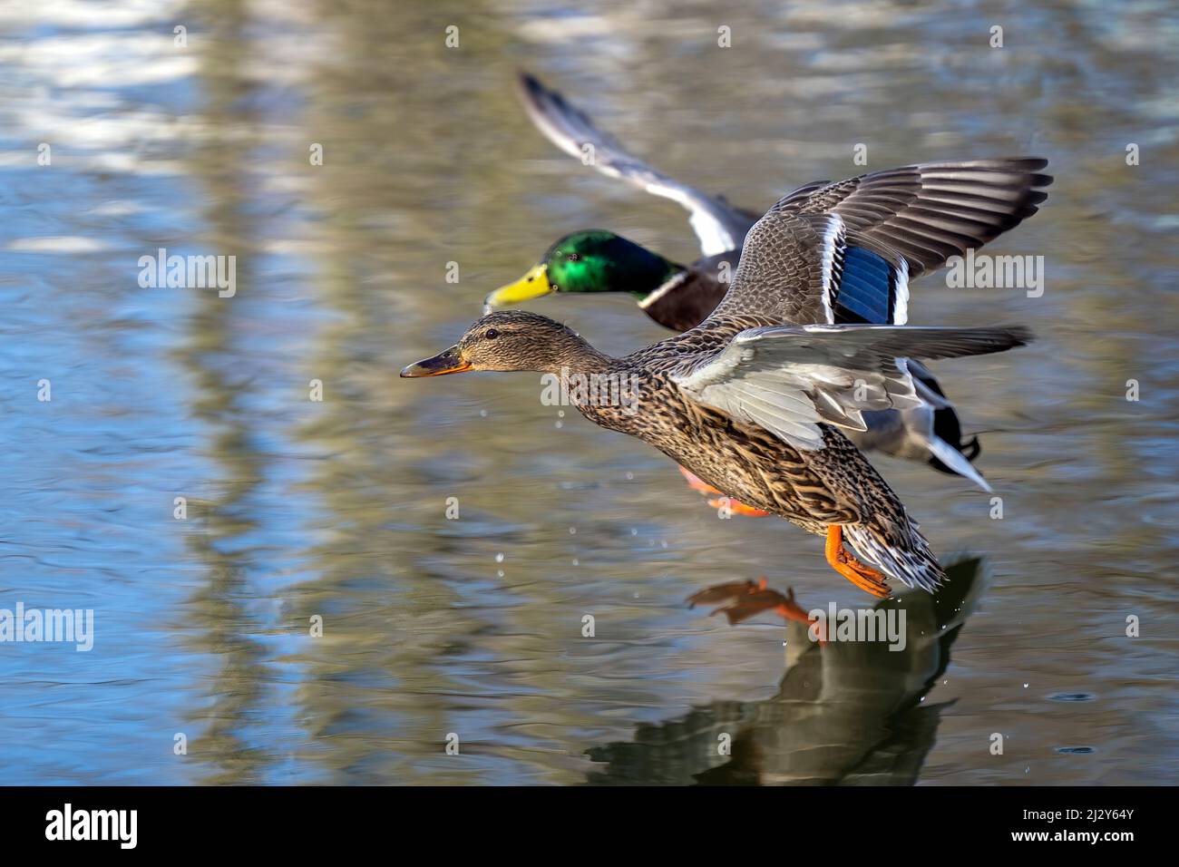 Ducks flying over head in hi-res stock photography and images - Alamy