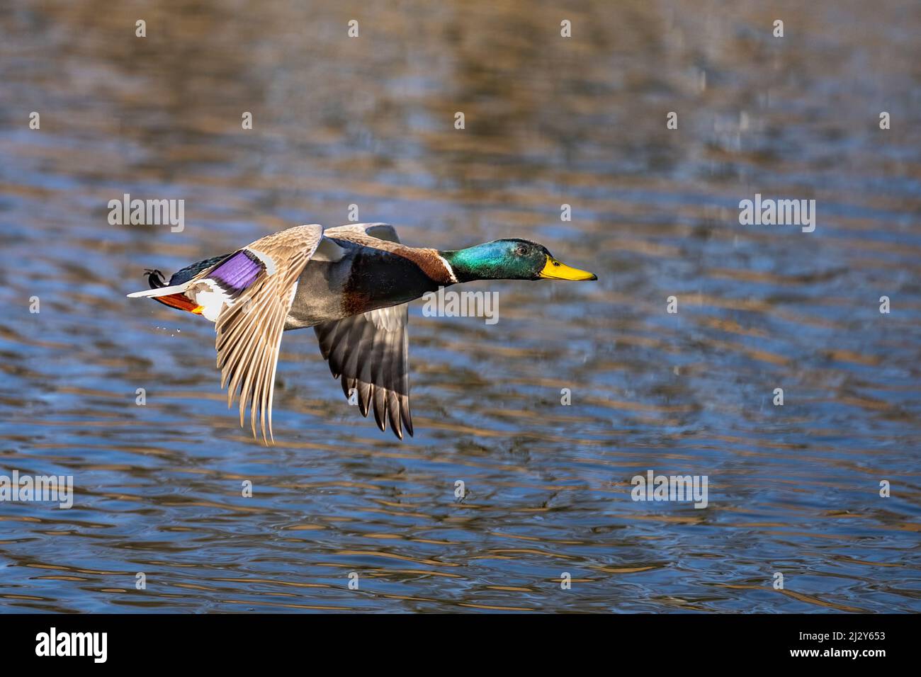 Ducks flying over head in hi-res stock photography and images - Alamy