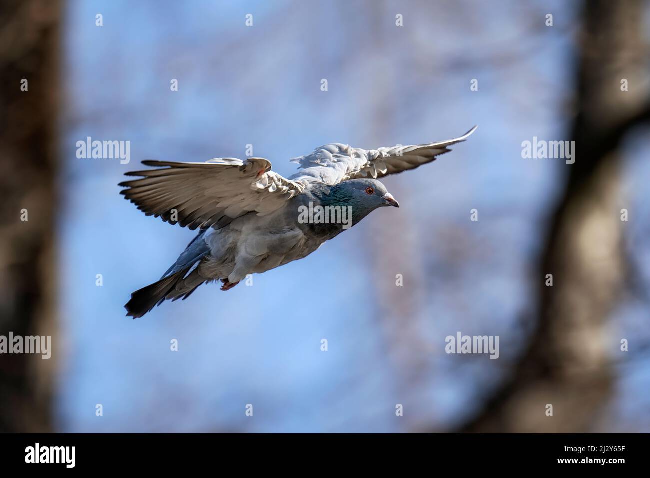 Pigeon flying sea hi-res stock photography and images - Alamy