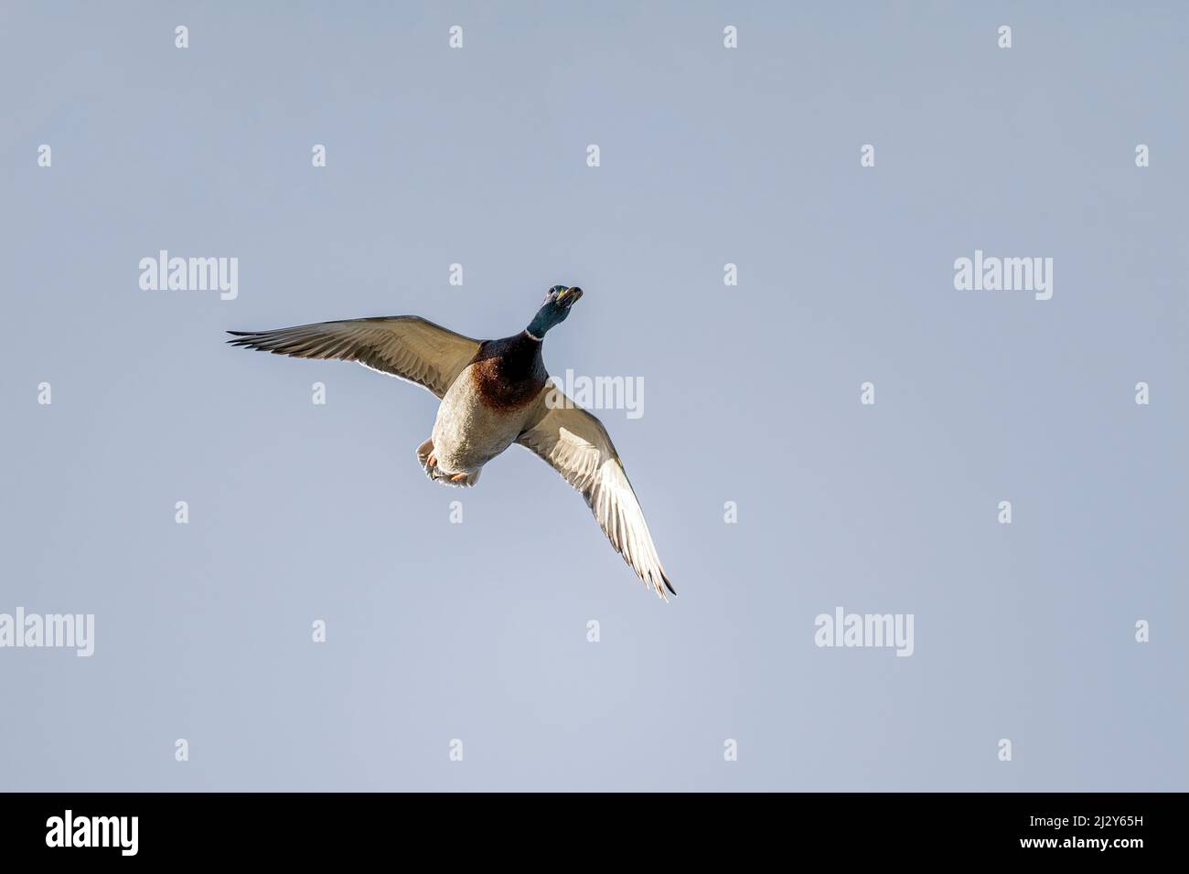 Ducks fly over the river and chase Stock Photo - Alamy