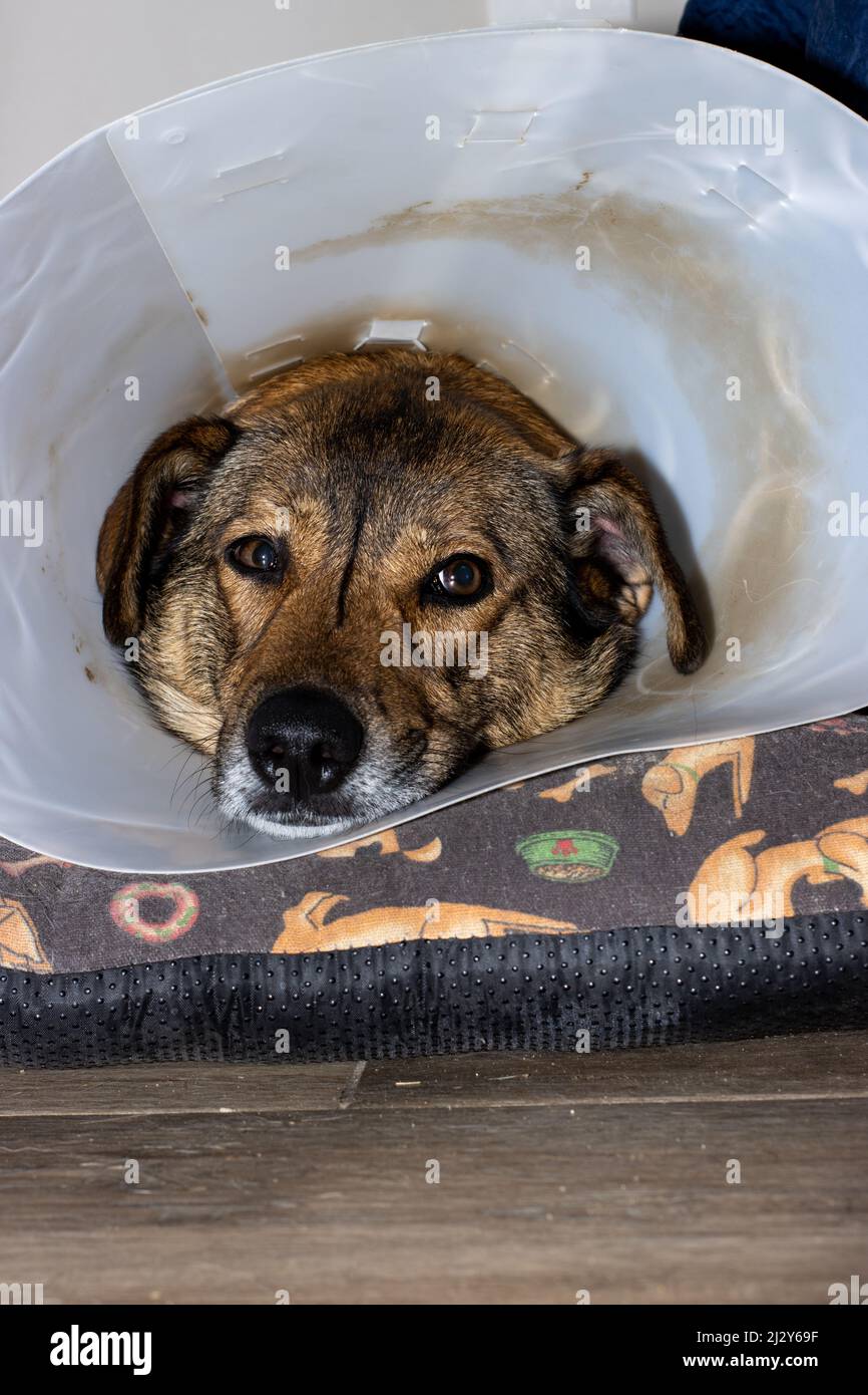 A vertical portrait of a brown dog with an Elizabethan collar resting ...