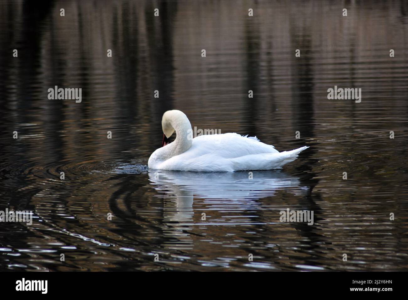 Dark and calm lake with swan facing away from camera. Horizontal photo ...