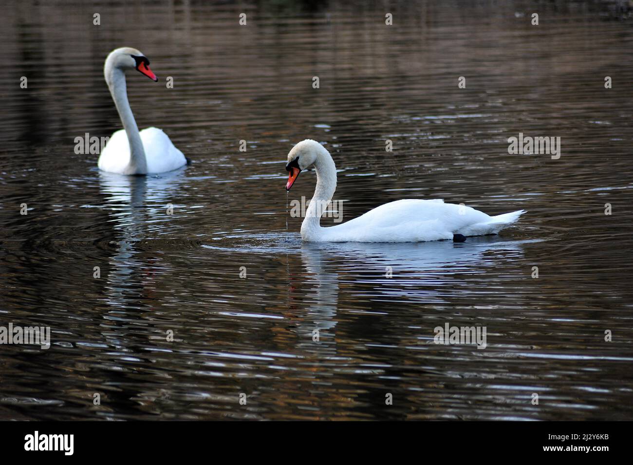 Two mating swans on quiet lake. Reflections and ripples in the water ...